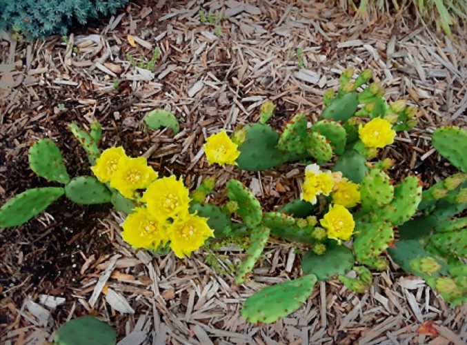 Ohio native plant: The Eastern Prickly Pear Cactus | News, Sports, Jobs ...